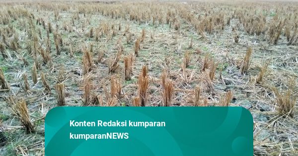 Puncak Musim Kemarau di RI Juni-Juli, Waspada Kekeringan hingga Karhutla | kumparan.com